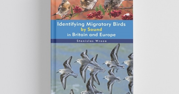 Identify Migratory Birds by Sound – 450 Species Guide
