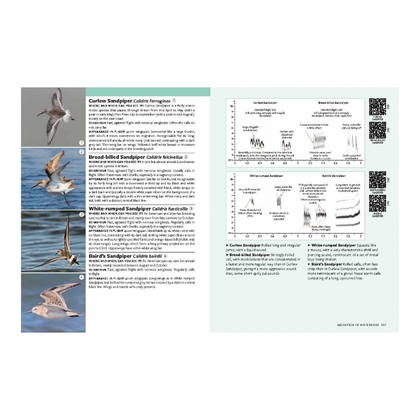 Identify Migratory Birds by Sound – 450 Species Guide